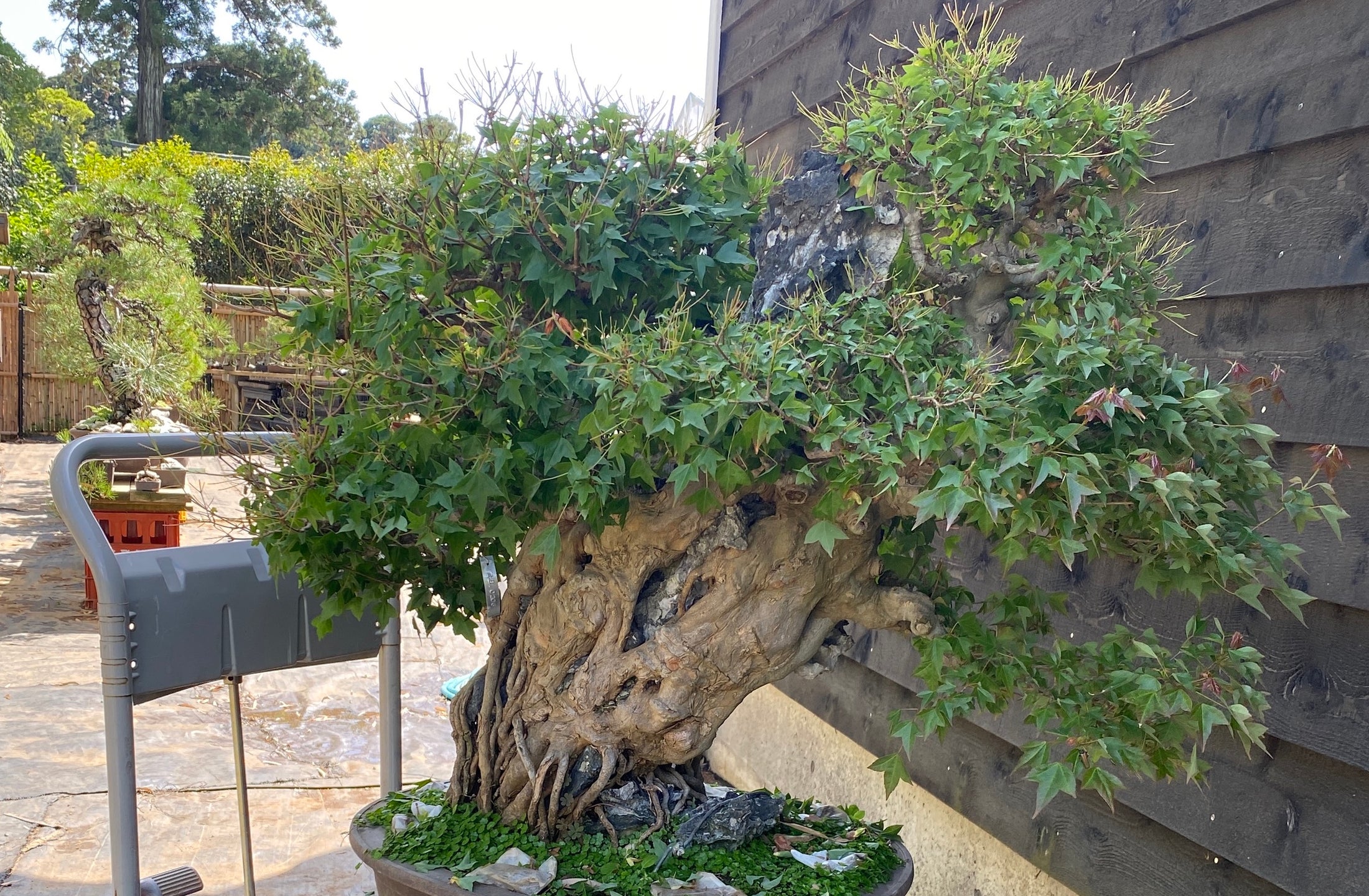 Guide to Kaede Bonsai Defoliation – Tree House Bonsai